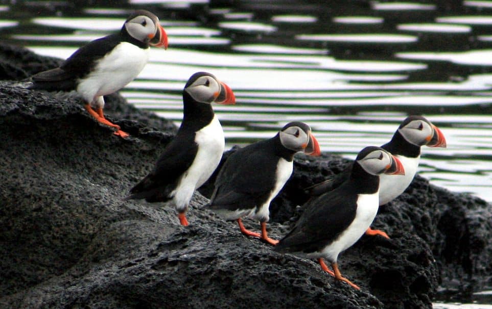 8 Best Spots to Spot Puffins in Iceland | Iceland Travel