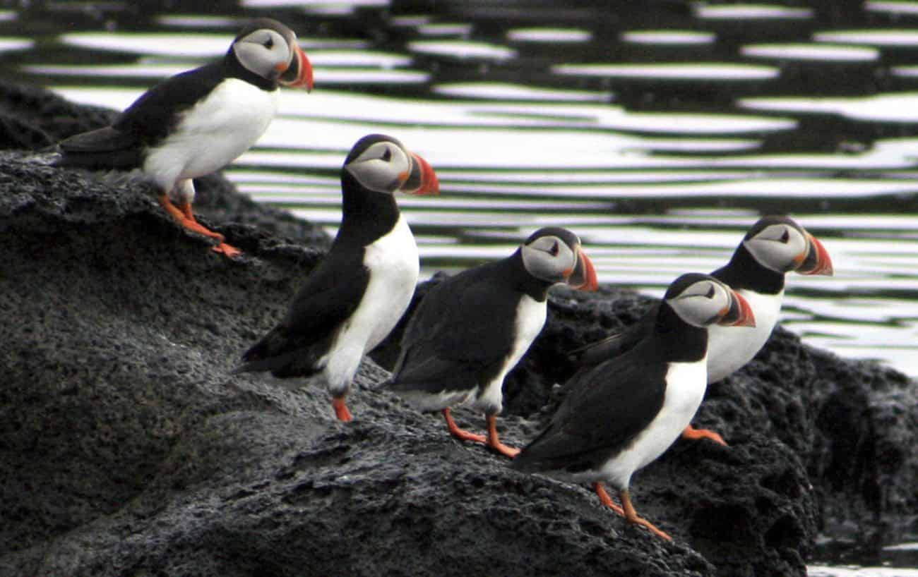 8 Best Spots to Spot Puffins in Iceland | Iceland Travel