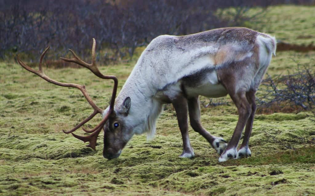 Icelandic Wildlife | Travel Blog | Iceland Travel